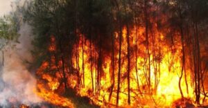 Incendies de forêts: Le WWF Afrique du Nord lance une initiative pour ...