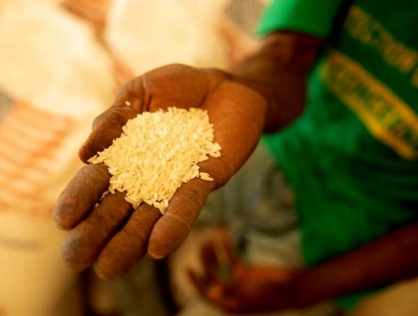 La Corée du Sud lance avec huit pays africains un énorme programme de ...