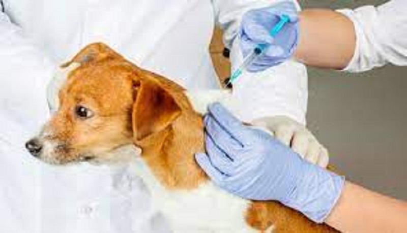 La vaccination antirabique constitue le moyen le plus efficace de ...