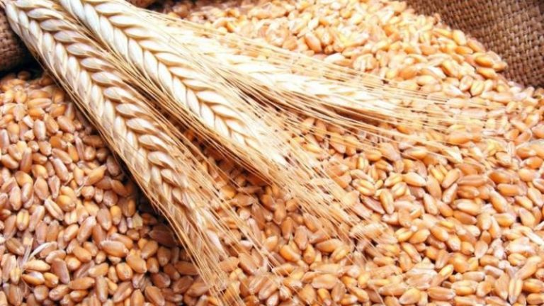 Récolte 2025 : Voici les prix de collecte des céréales | African Manager