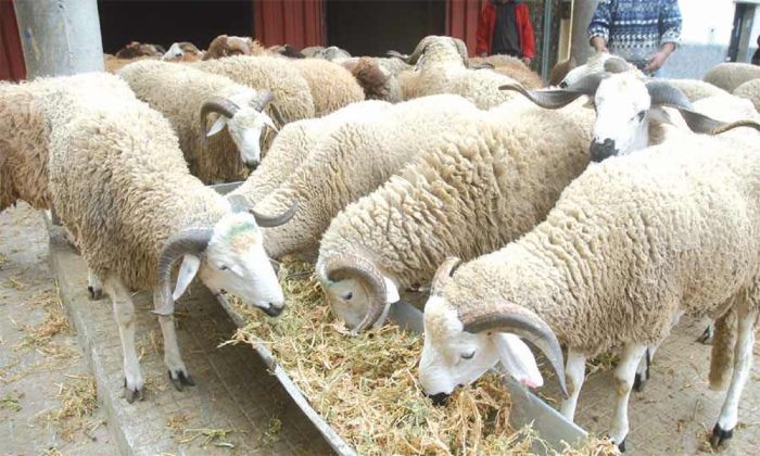 Aïd Al-Adha 2026 : des prix de référence pour les moutons | African Manager