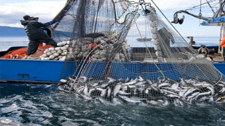 Lancement du projet NEMO HOUT pour renforcer la pêche dans les ...
