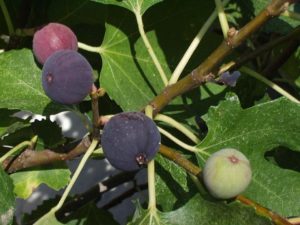 Des agriculteurs formés à la pollinisation du figuier dans le cadre du ...